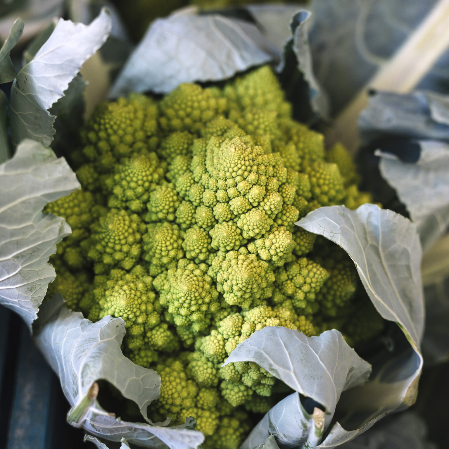 Cuisiner le plus romantique des choux : le chou romanesco